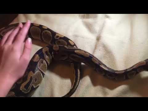 (REUPLOAD) Snake ASMR🐍 meet Freya the ball python - ASMR Sunshine