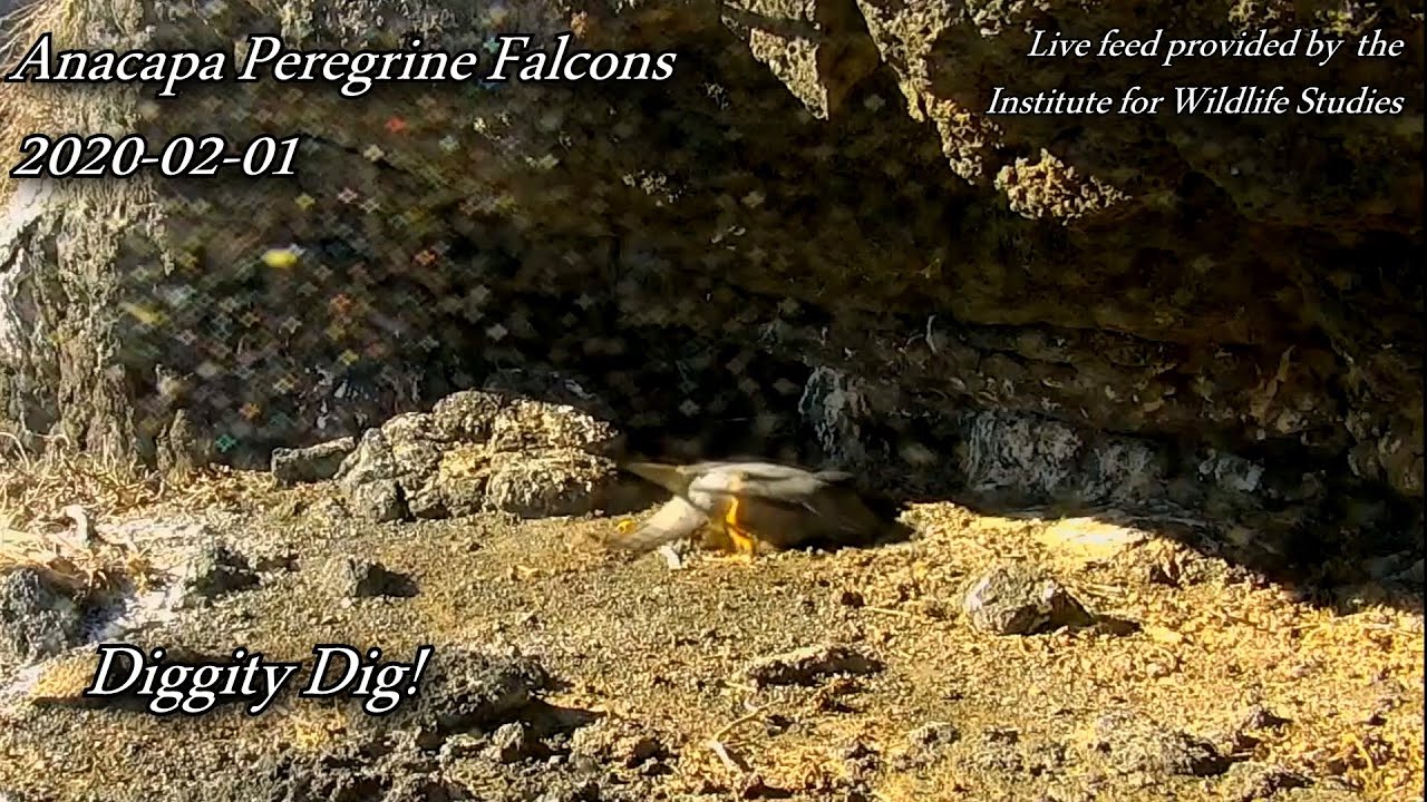 2020-02-01 AP: Diggity Dig! 😁 Dad Visits And Digs The Bowl⛏ - YouTube