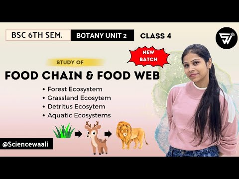 Food Chain vs Food Web|Grazing & Detritus Food chain|Differences|BSc ...