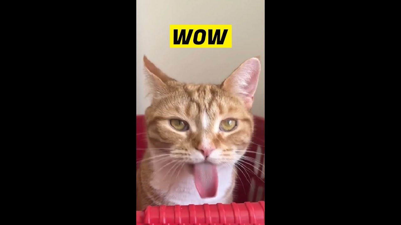 We Cats, We Kings! 👑🤙 |Best of The Shorts! #79 - YouTube