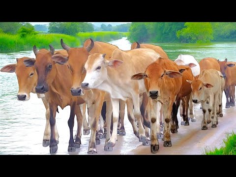Video of Thousands of Tame Cows Roaming the Streets - Dancing Cows ...