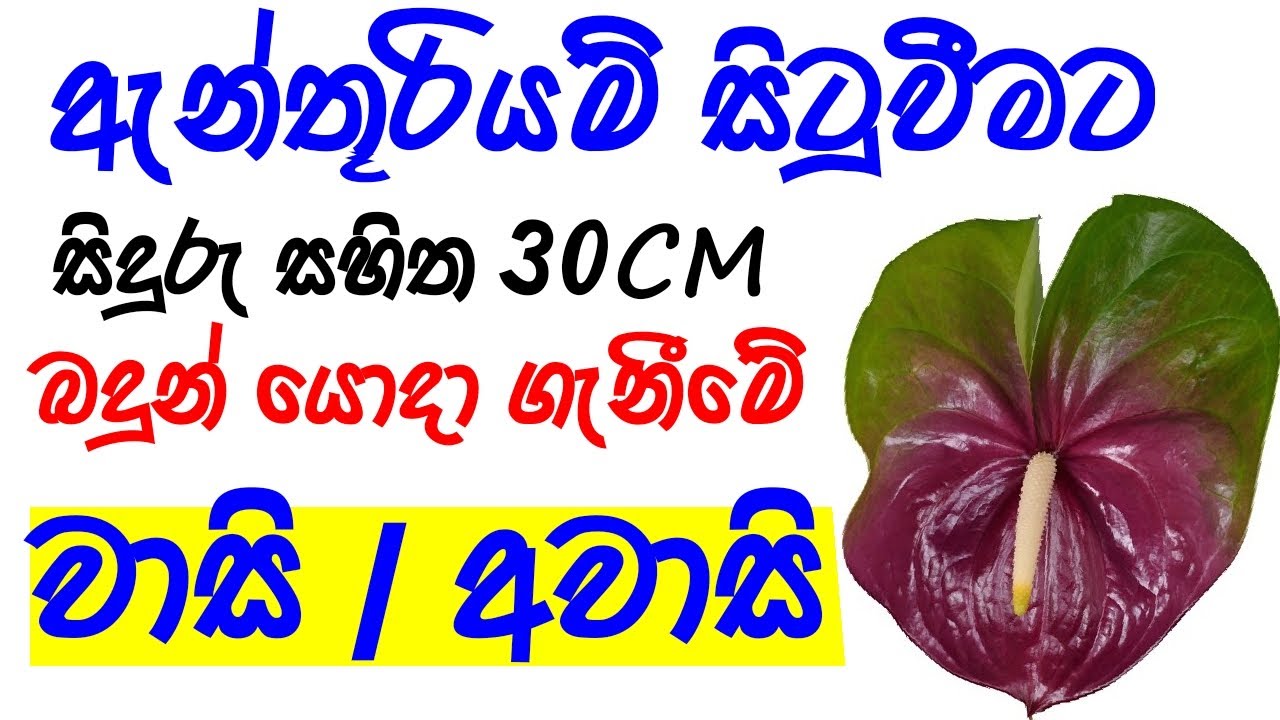 Anthurium wagawa sinhala | anthurium | anthurium wagawa | beautiful ...