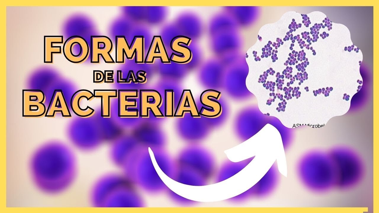 MORFOLOGIA BACTERIANA - MICROBIOLOGIA - YouTube