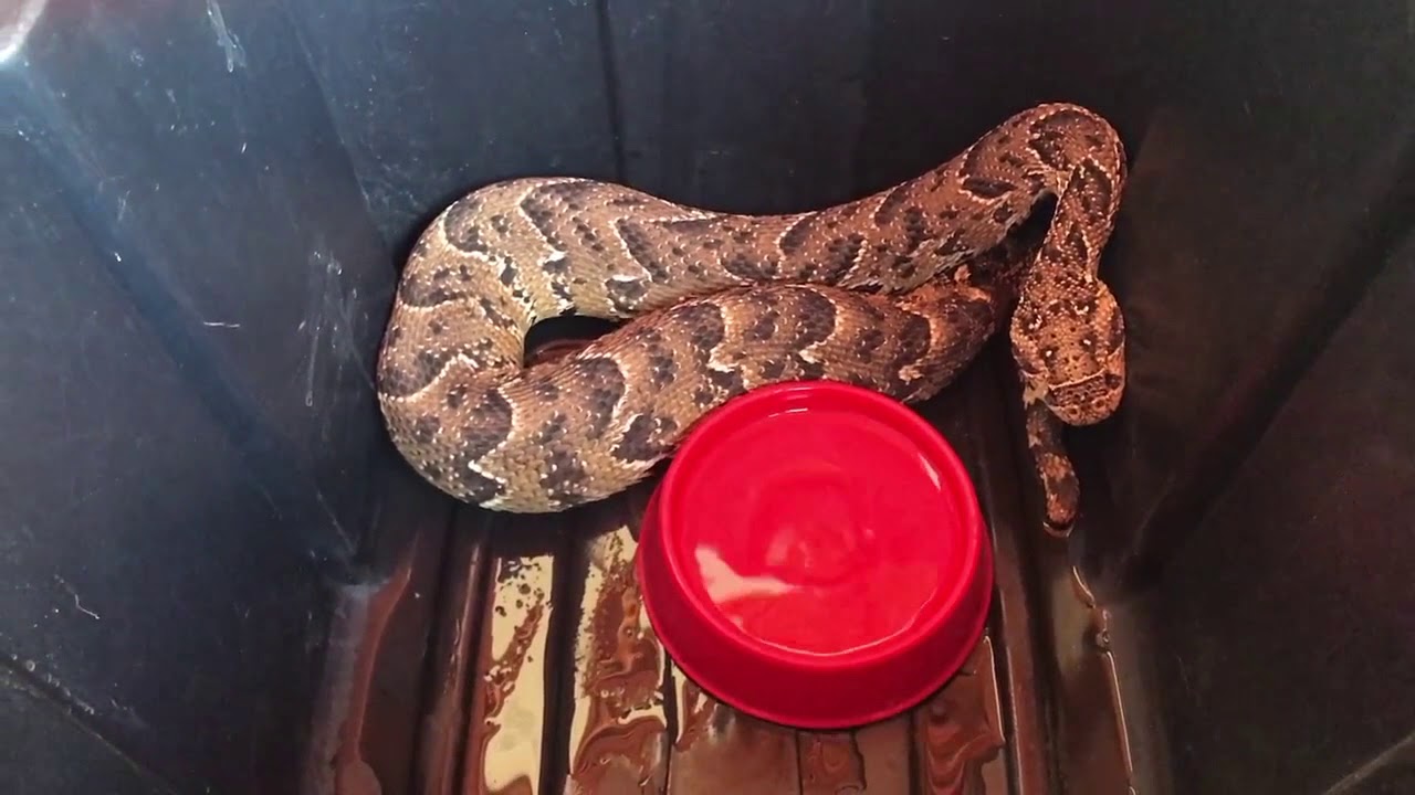 Puff Adder (Bitis arietans) - Hissing - YouTube