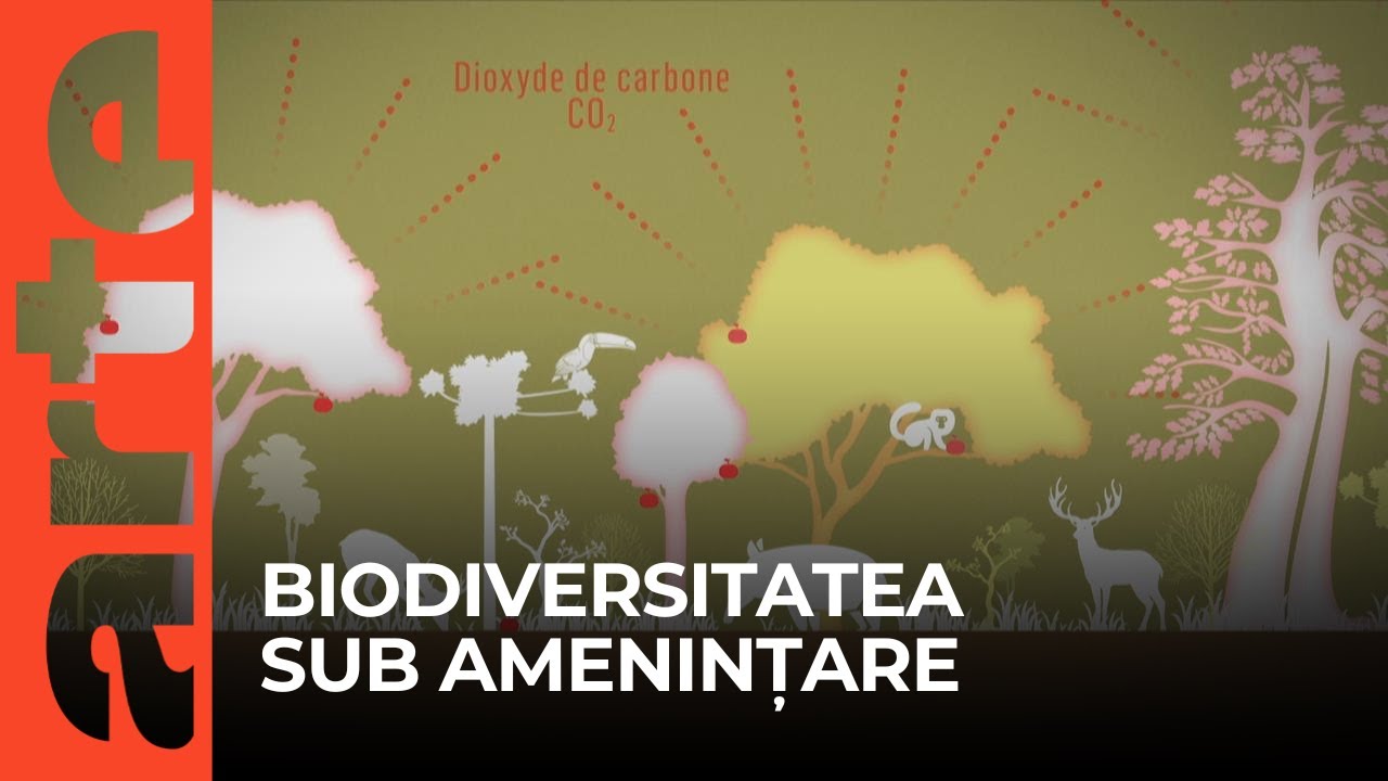 Biodiversitate: SOS animale | ARTE.tv Documentare - YouTube