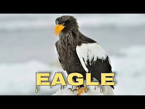 Steller's sea eagle sounds, Steller's sea eagle call - YouTube