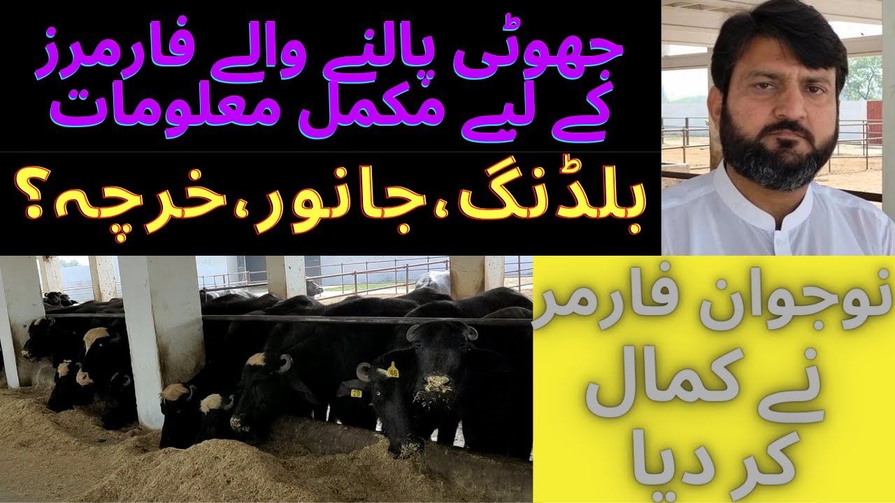 Buffalo farming in Pakistan | Neli Ravi buffalo in Pakistan | Modran ...