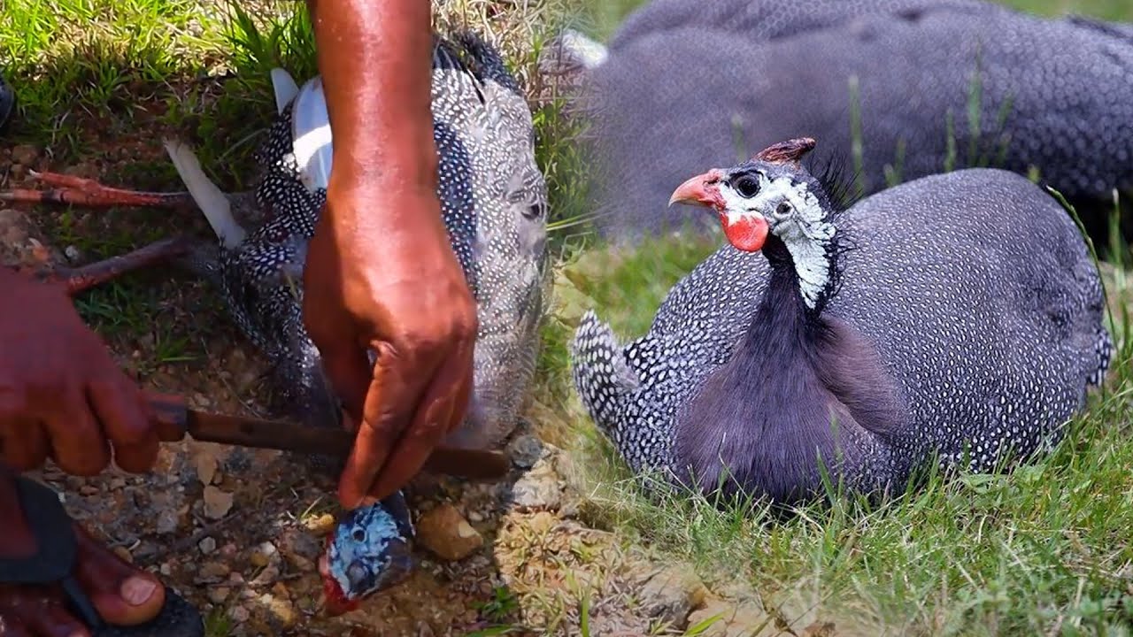 Guinea fowl Cutting Cleaning | கின்னி கோழி | KINNI KOZHI CLEAN - YouTube