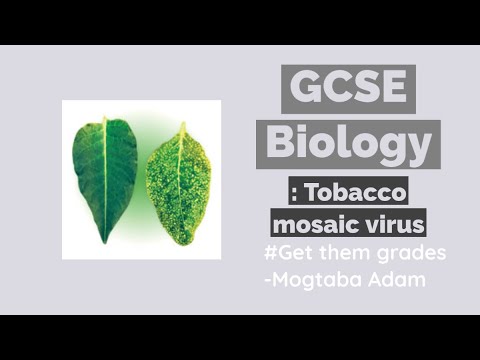 GCSE Biology: Tobacco mosaic virus - Mogtaba Adam - YouTube