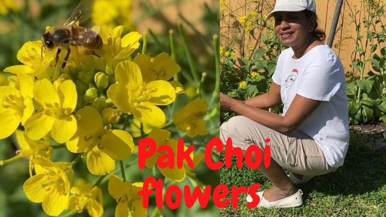 Pak Choi flowers and pollinators - YouTube