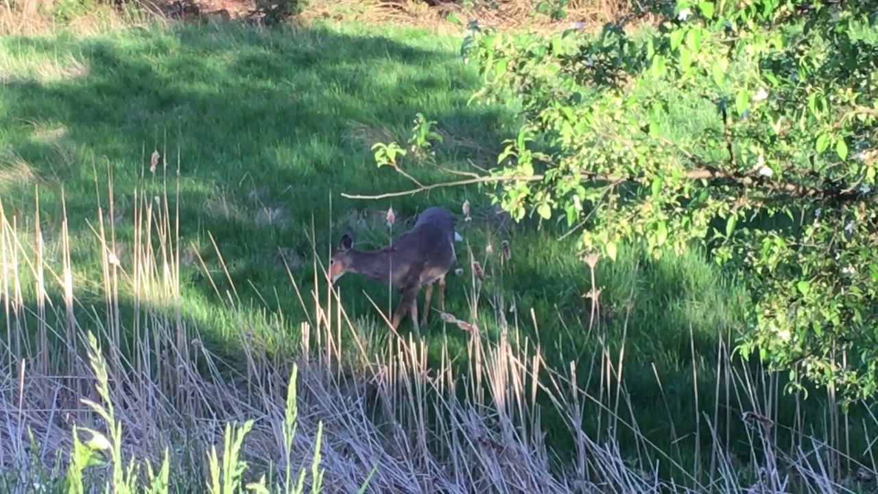 "Tiny" Tim - Deer Hunter - YouTube