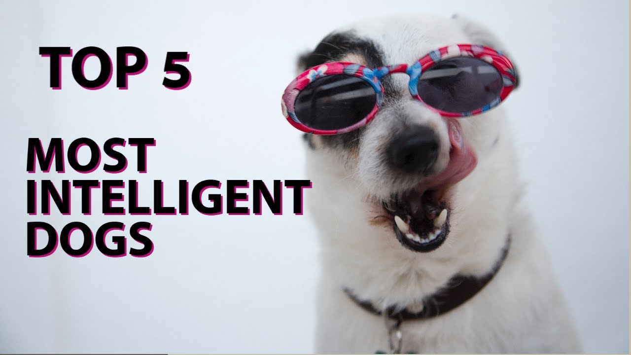 TOP 5 MOST INTELLIGENT DOG BREEDS IN THE WORLD - THE SMARTEST AND CUTE ...