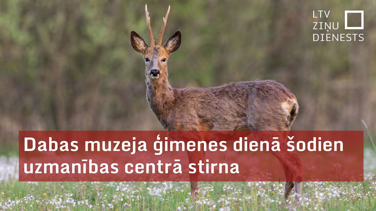 Dabas muzeja ģimenes dienā šodien gada dzīvnieks - stirna - YouTube