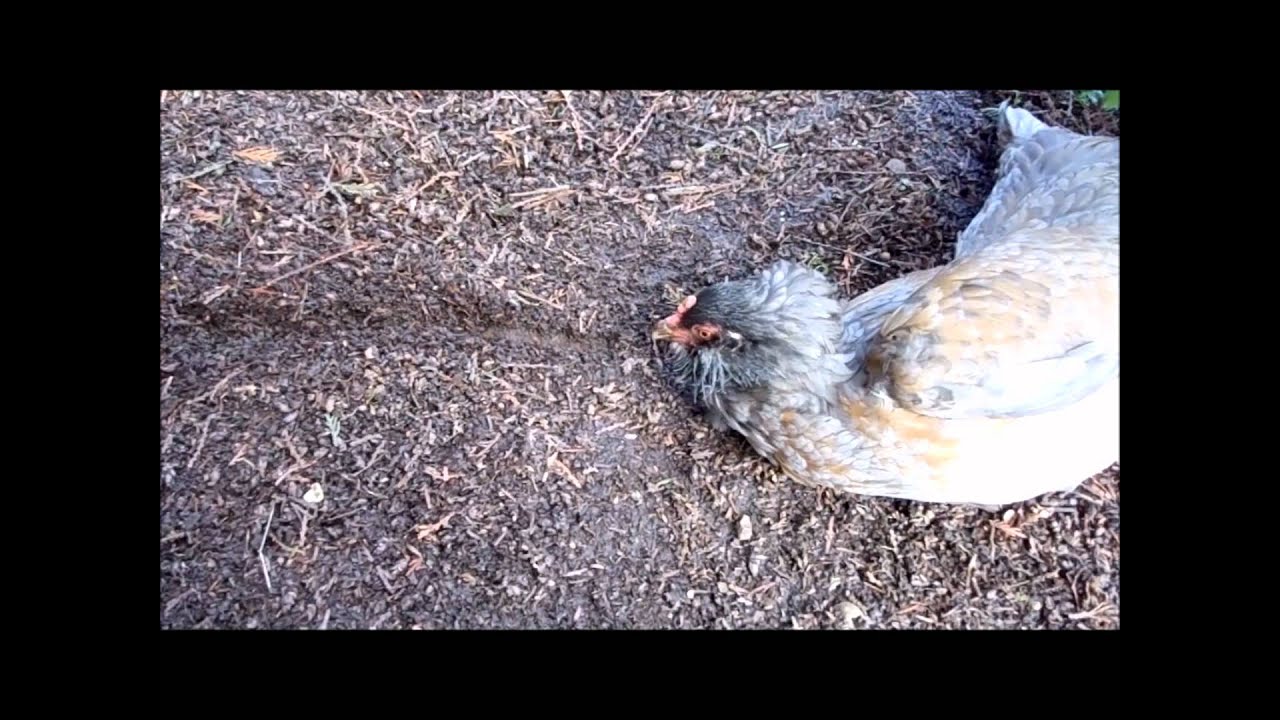 Hypnochicken - YouTube