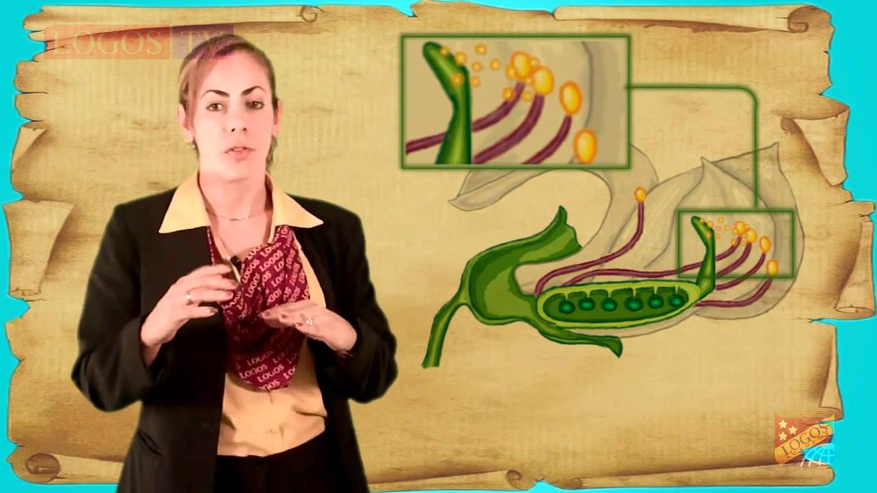 Gregor Mendel Science - Logos Academy - YouTube