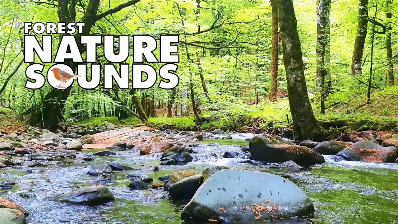 💚Nature sounds to relax and unwind. White noise Calming Forest Stream ...