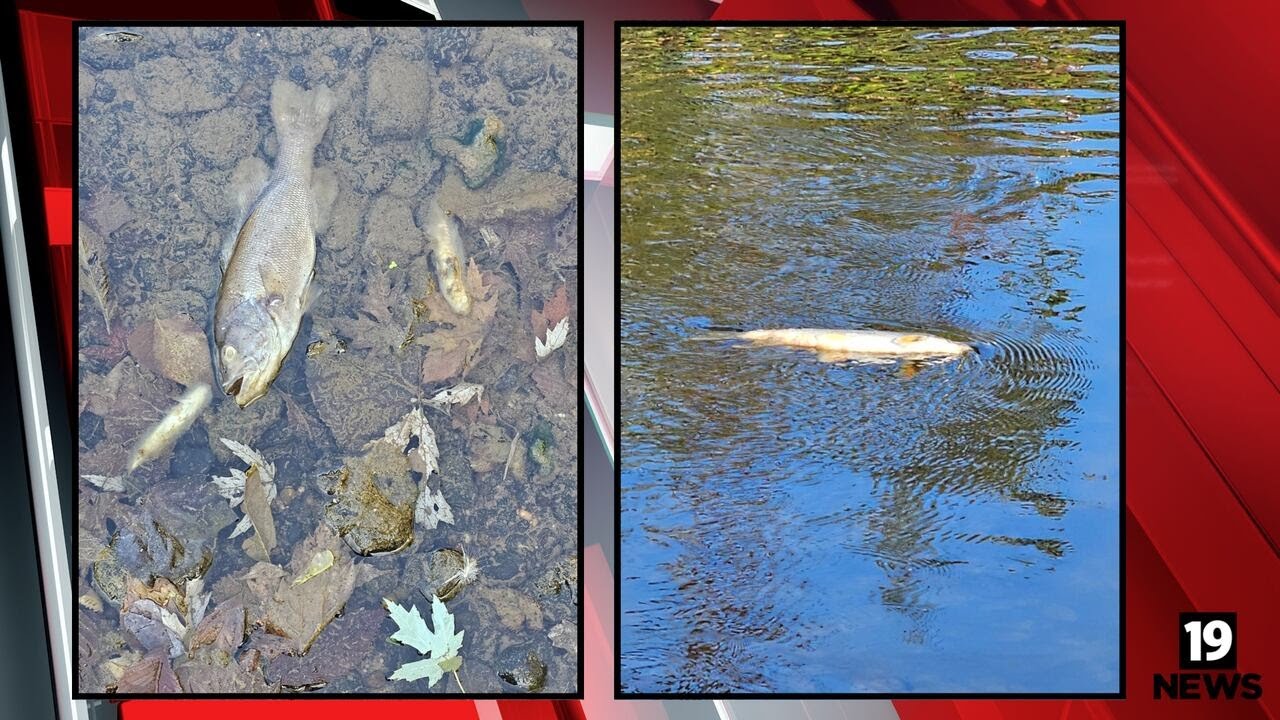 Dead fish reported after chemical spill in Tuscarawas County - YouTube