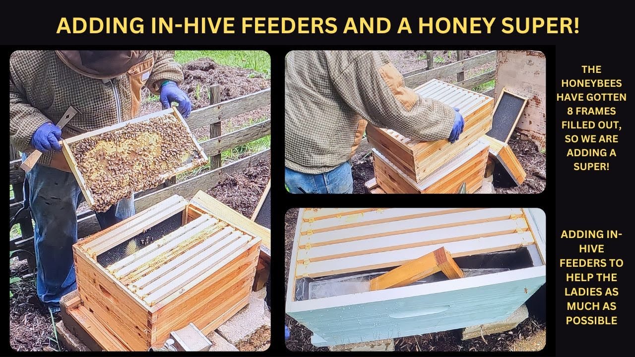 Adding In-Hive Feeders and a Honey Super to One of the Honeybee Hives ...