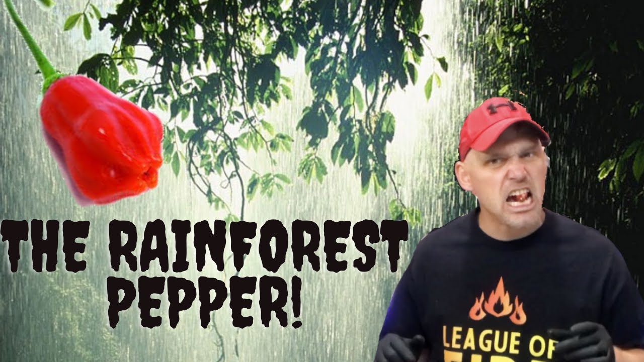 Exotic Pepper Review: The Brazilian Rainforest Pepper - YouTube