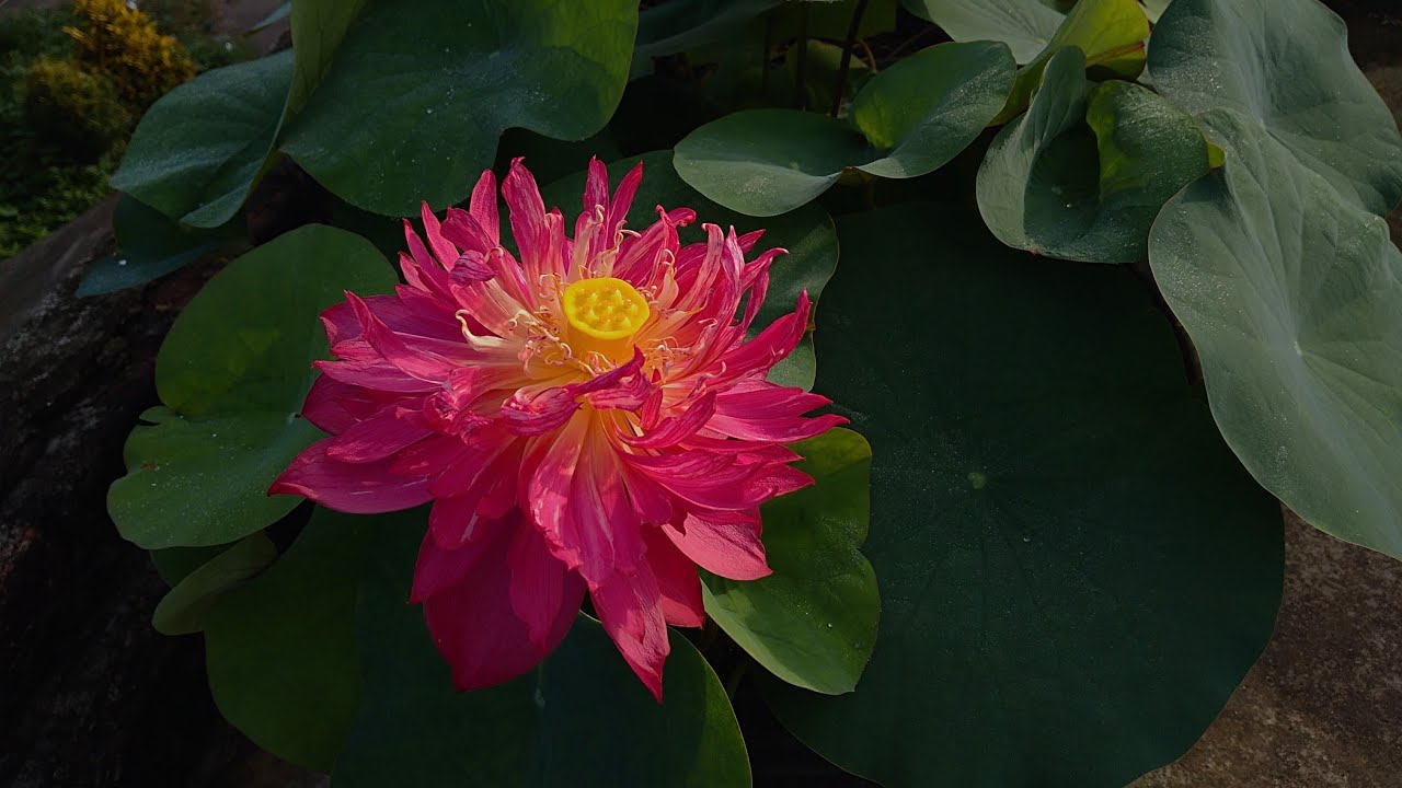 micro bowl lotus on full bloom || my dreamgarden - YouTube