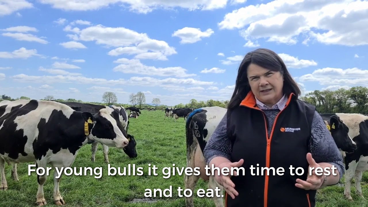 Stock Bull Management - YouTube