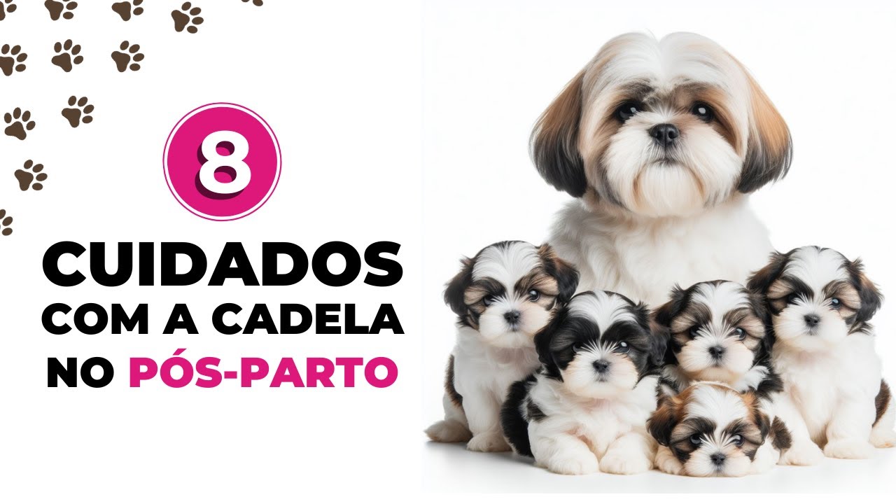 8 CUIDADOS COM A CADELA NO PÓS-PARTO - YouTube
