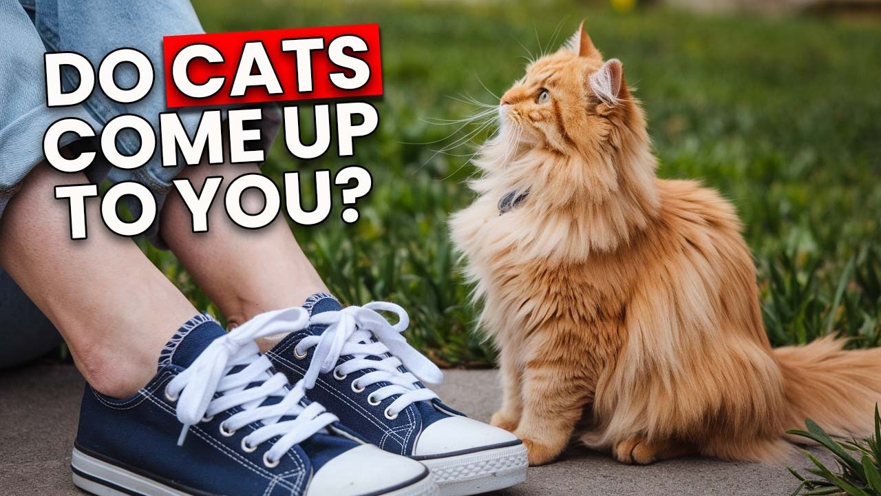 Do Random Cats Approach You? Here's What It Means! - YouTube