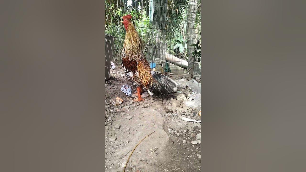 cứu lửa 3kg6 - YouTube