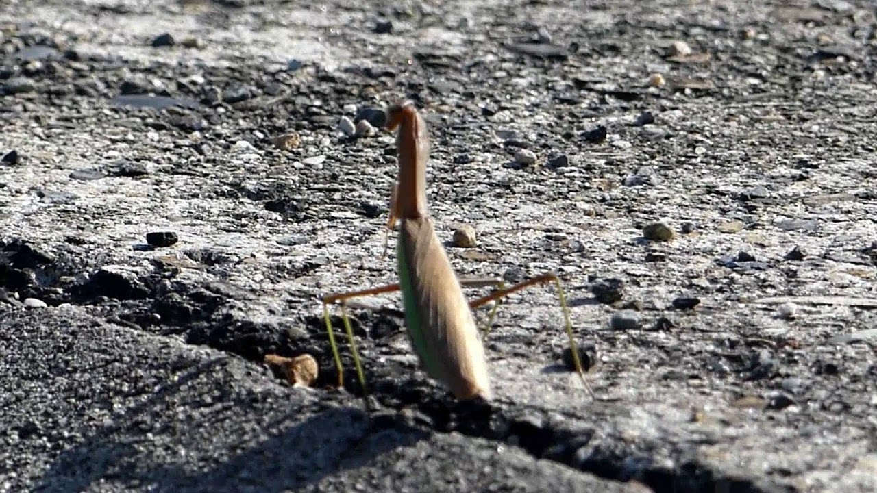 Japanese Giant Mantis - YouTube
