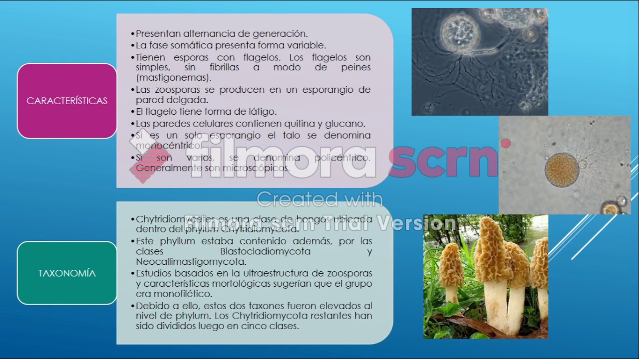QUITRIDIOMICETOS - YouTube