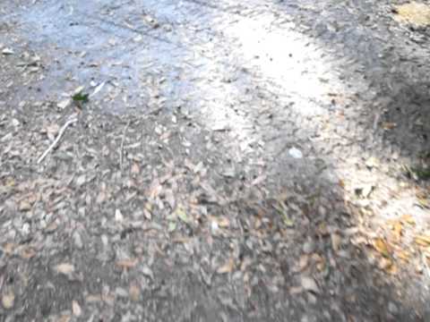 SQUIRREL HUNTING EPIC SNIPER HEADSHOT - YouTube