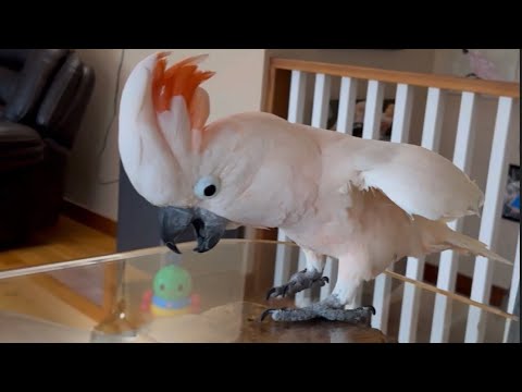 OMG and Holy Cow! So Excited! 😂 - YouTube
