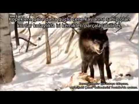 Köpekler ve Kurtlar Arasındaki 10 Önemli Fark (No AD)