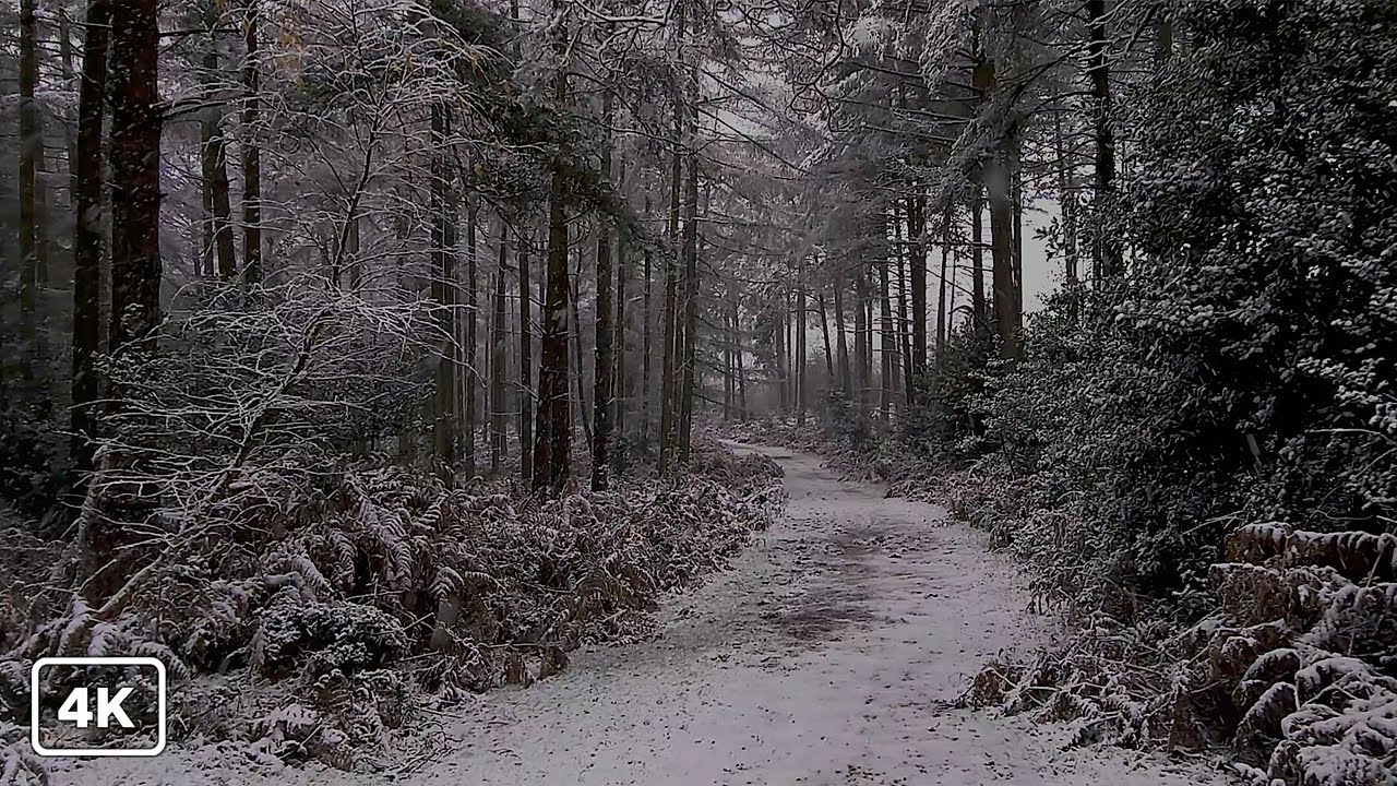 Winter walk in New Forest - Peaceful snow falling on umbrella sounds ...