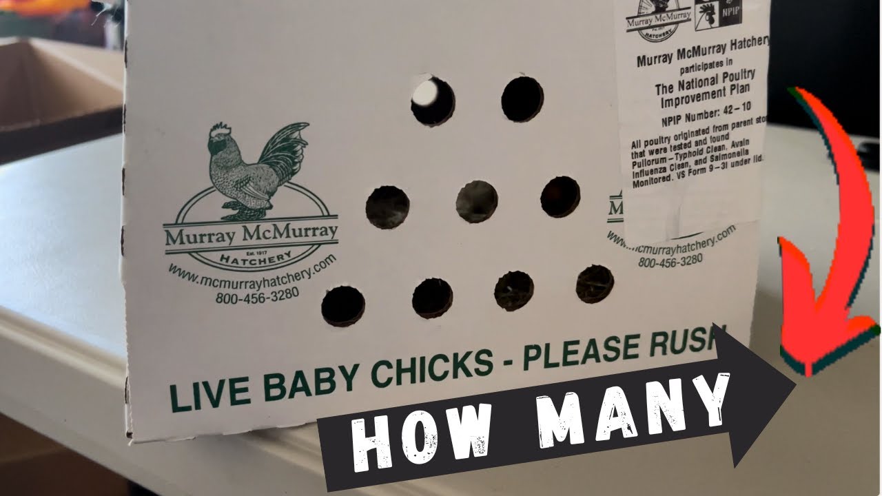 Our First Reaction To Buying Live Chickens | Buff Minorca Chicks - YouTube