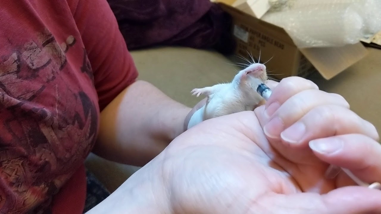 Giving oral medication to mouse - YouTube