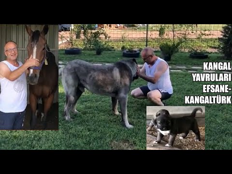 EFSANE KANGAL YAVRULARI VE KARABOĞA İLE OYUNUMUZ  #kangaltürk