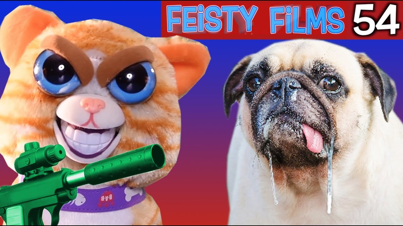 Feisty Films Ep. 54: Cat Tries to Terminate Dog! - YouTube