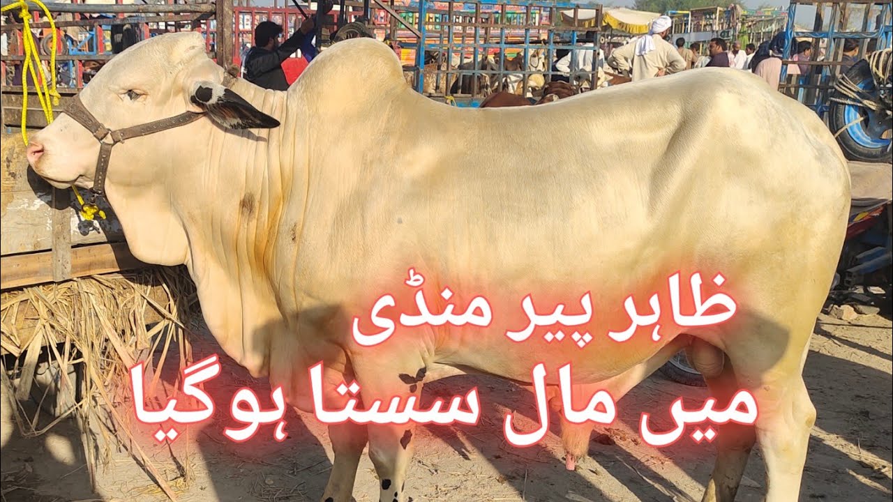 Zahir Pir Gulabi Bachry Mandi Main Rate Taiz Ya Halky (Sultan Goat Farm ...