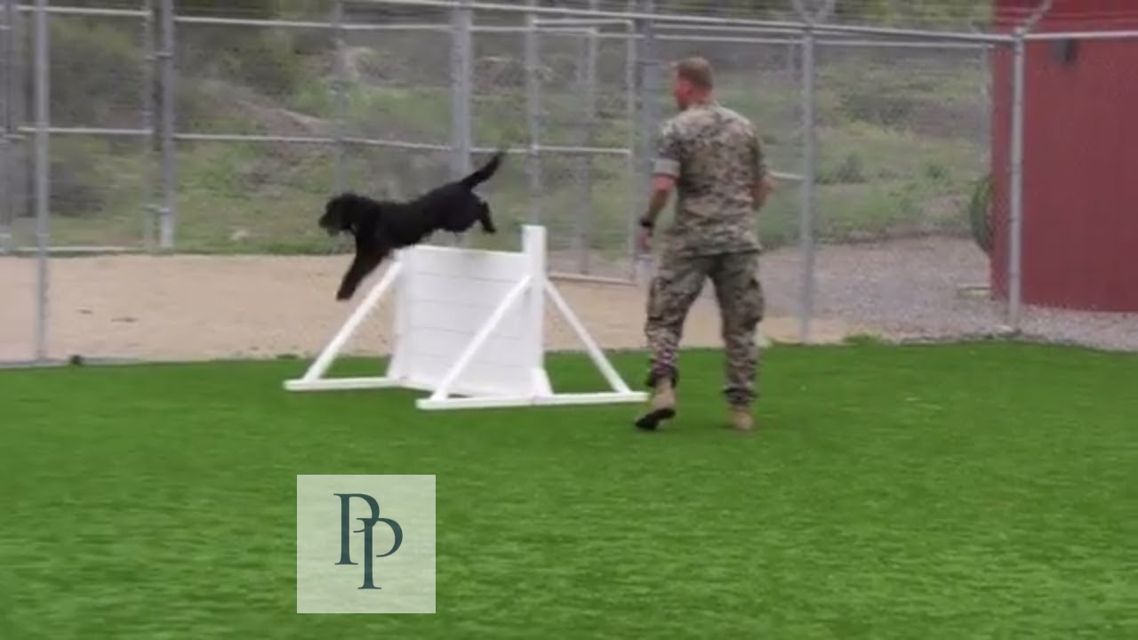 Patriot Profiles - Specialized Search Dog (SSD) Lucky - YouTube