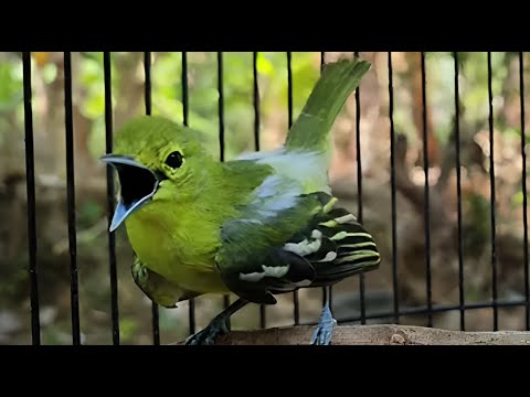 (Pancingan) Burung sirtu cipoh jantan gacor