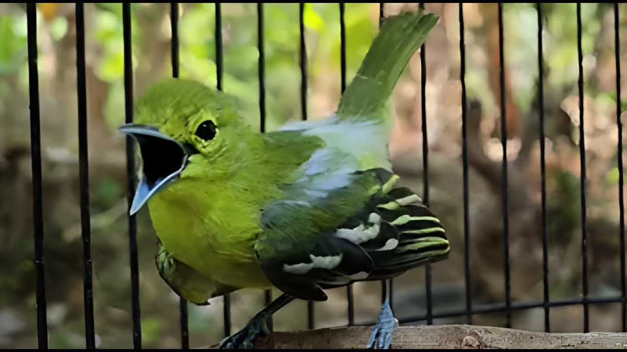 (Pancingan) Burung sirtu cipoh jantan gacor - YouTube