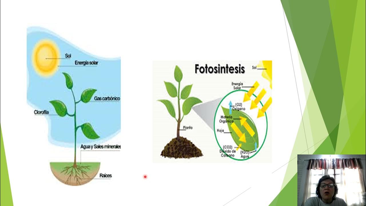 Célula vegetal y fotosíntesis - YouTube