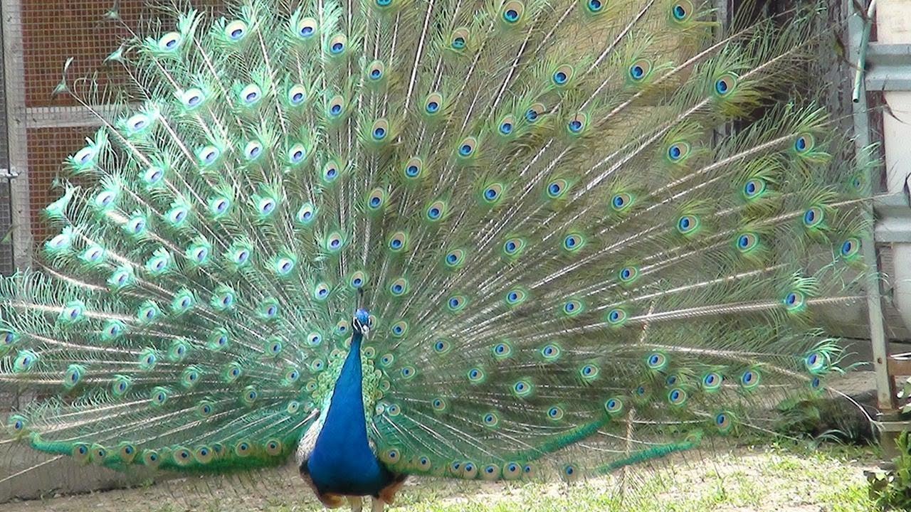 Najljepši paun - YouTube