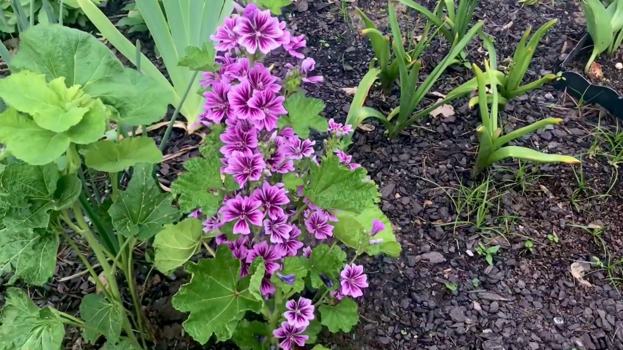 Garden Snippets May 14 -17, 2020 - YouTube