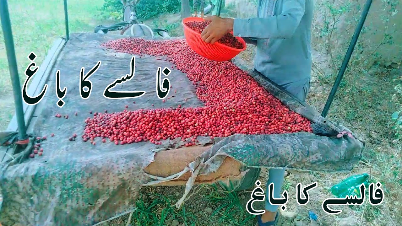 Falsa | Phalsa | Village Life | Falsa Tree | Malik Rafiq Movies My Vlog ...