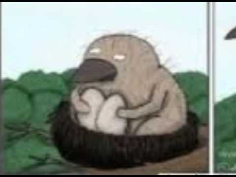 EL PAJARO UYUYUY ... SEGÚN LAS ¡¡¡¡¡¡¡¡¡¡¡ BREVE NOTASSSS ...