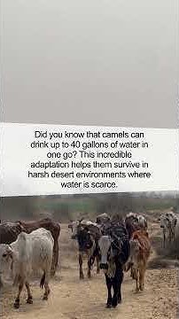 The Surprising Adaptation of Camels: Desert Survival Experts - YouTube