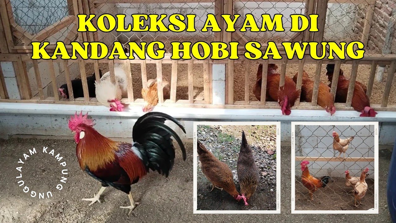 KOLEKSI AYAM DI KANDANG HOBI SAWUNG⁉️ BROWN LEGHORN, NEW HAMPSHIRE ...