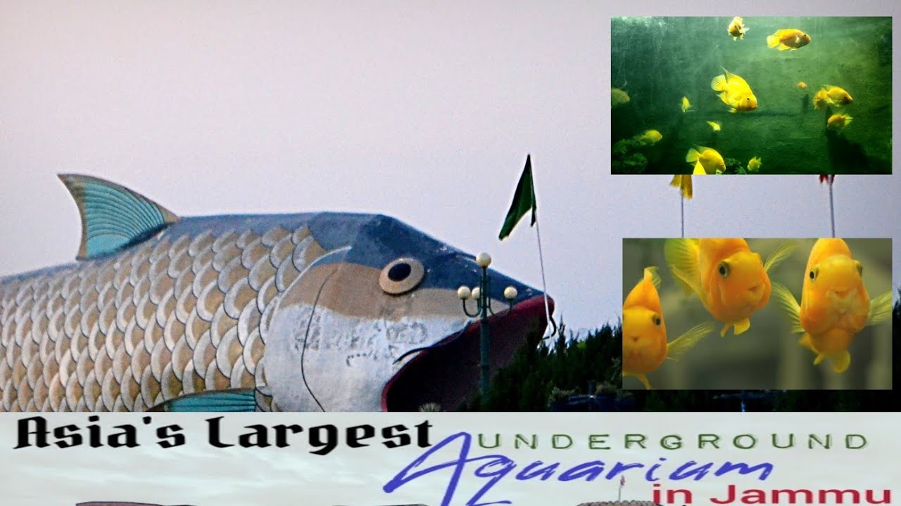 ASIA'S BIGGEST UNDERGROUND FISH AQUARIUM😍 |Bagh E Bahu | JAMMU - YouTube